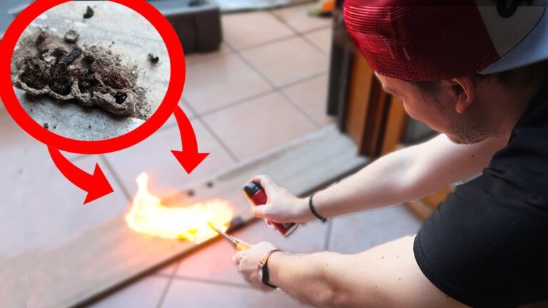 Nido di ragno nella tua casa? Ecco come liberartene! | Actualizado ...