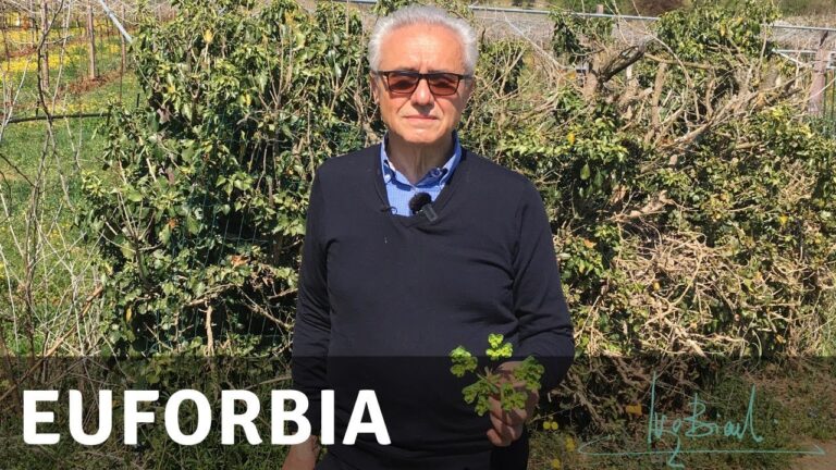 Il lattice: il materiale tanto amato ma tossico. | Actualizado Ottobre 2025