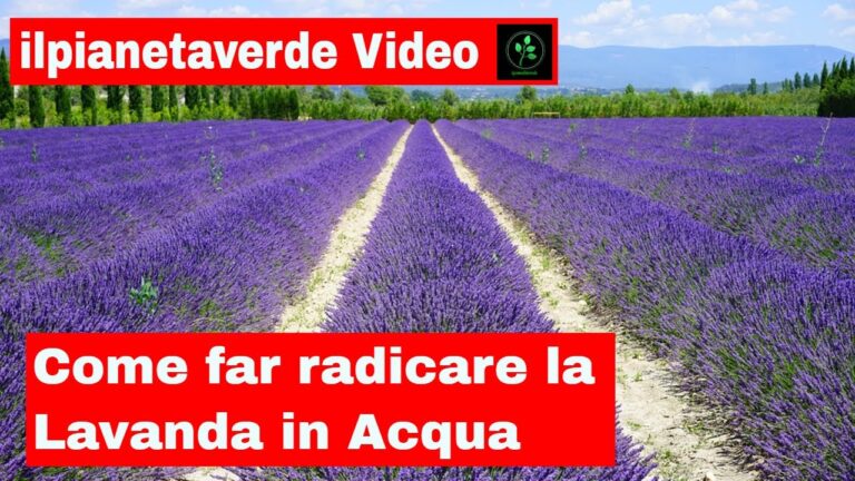 Talea di lavanda: Come farla correttamente in acqua per ottenere piante ...