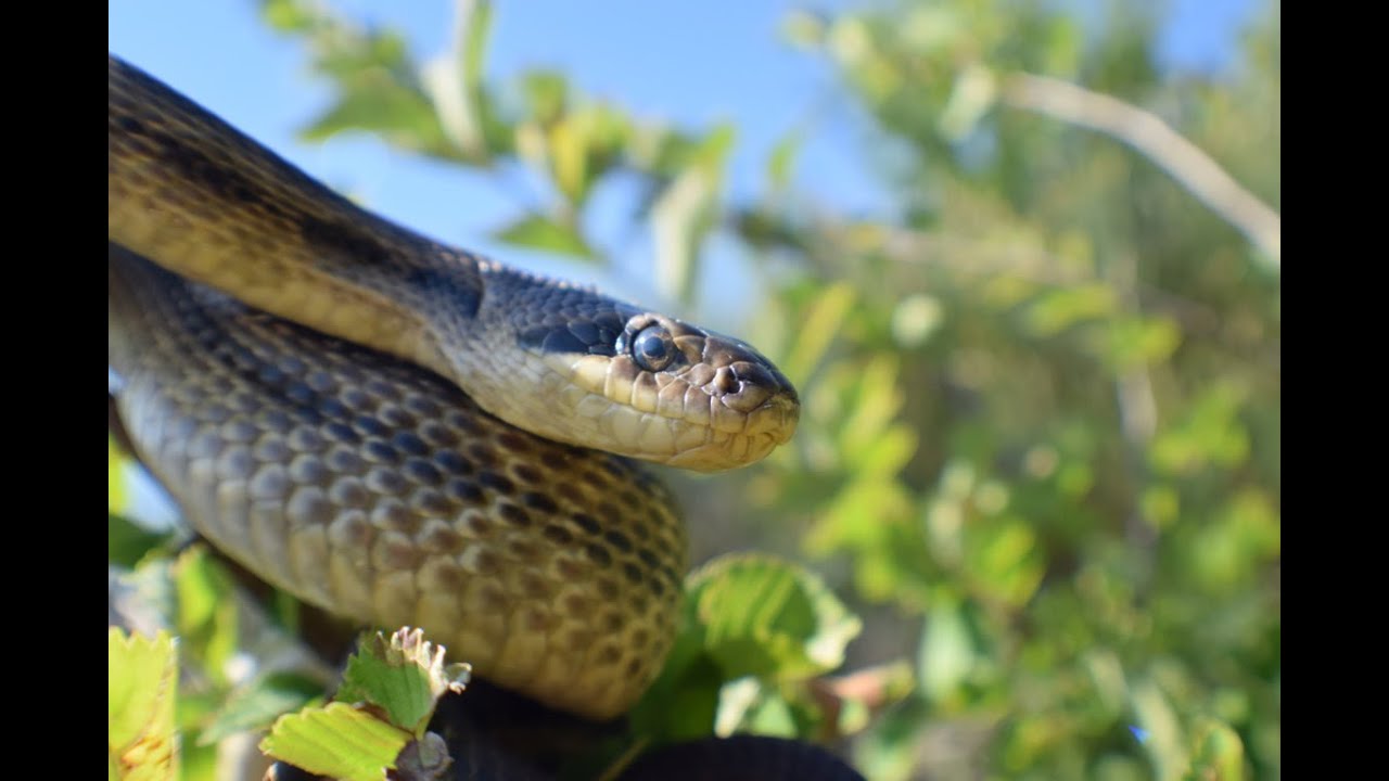 Serpente cervone con le corna: la creatura incredibile che sfida la ...