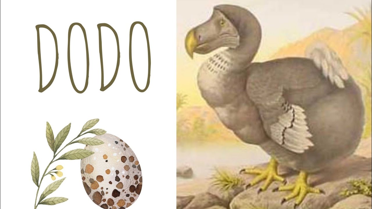 L'isola del Dodo: tra leggenda e realtà, scopri il mistero di questa antica specie | Actualizado ...