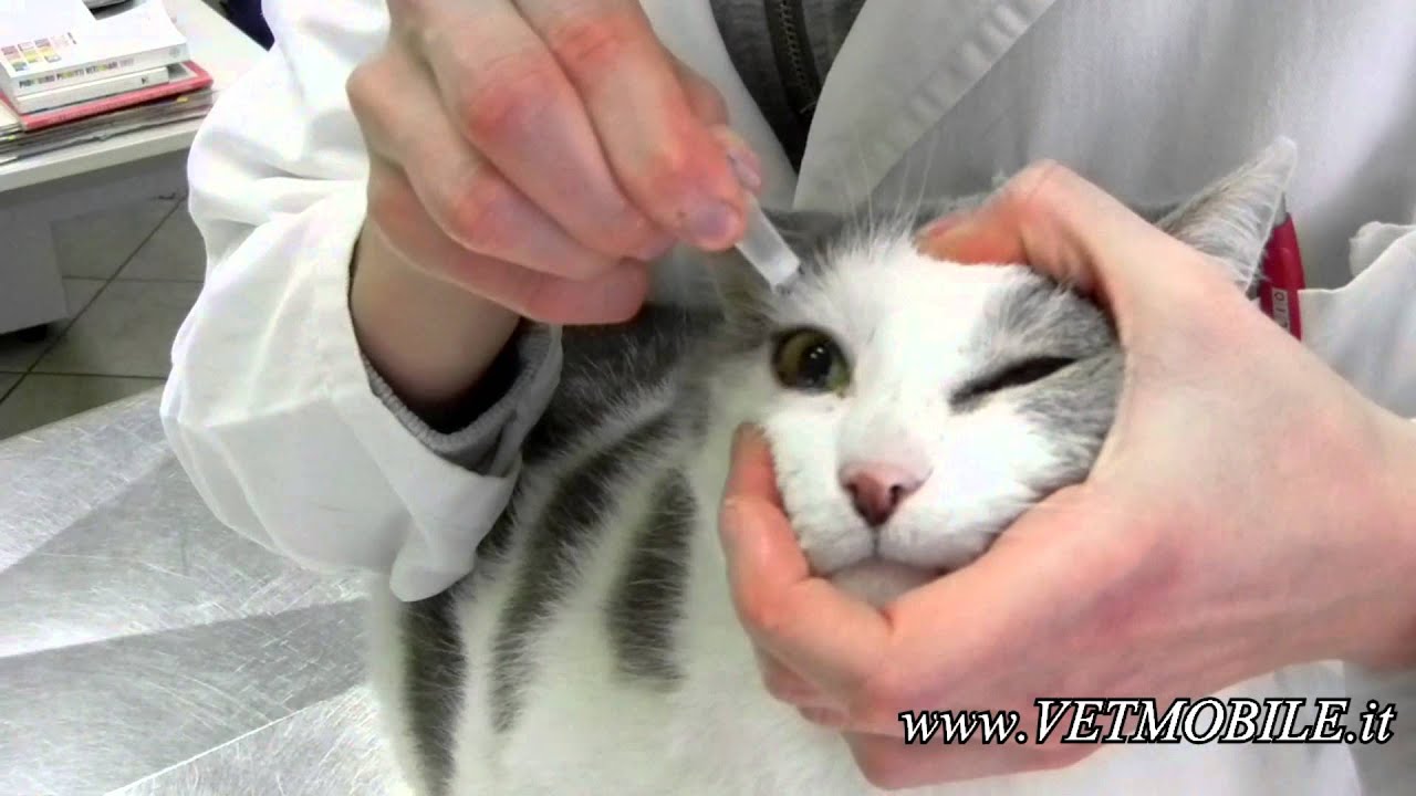 Colbiocin Pomata per Gatti: Il Segreto per Cura e Protezione Ottimale ...