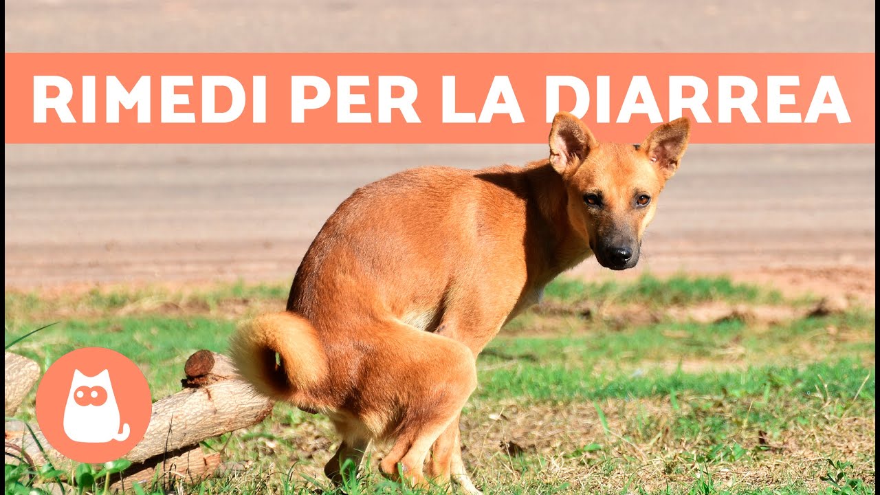 Cacca Cane Gelatinosa: Cause, Sintomi e Trattamenti | Actualizado ...