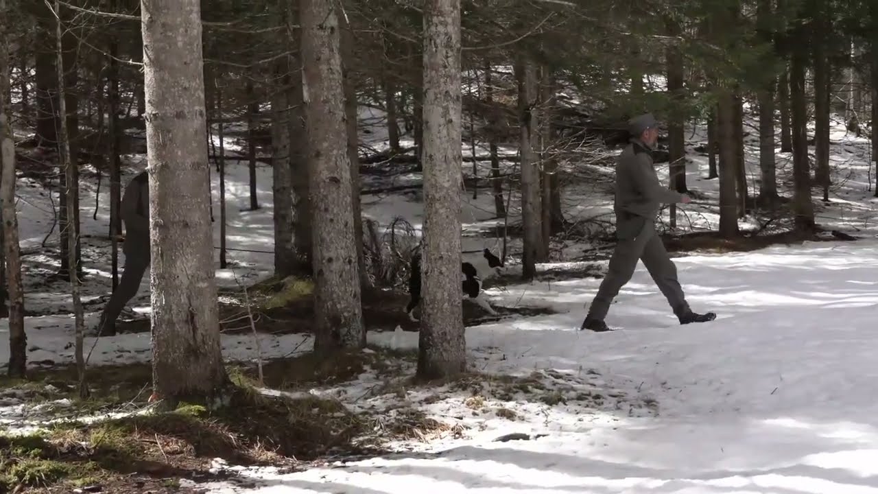 Il prezzo del cane da orso della Carelia: una guida ottimizzata e ...