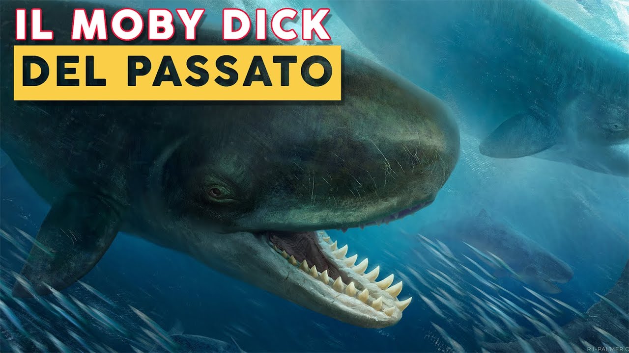 La Balena Assassina: Il Predatore Invisibile dei Mari | Actualizado ...