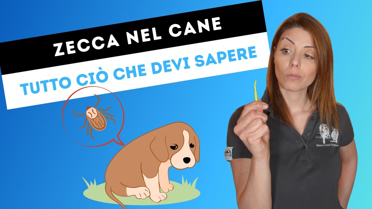 Sintomi dell'infezione da zecca nel cane: guida completa | Actualizado ...