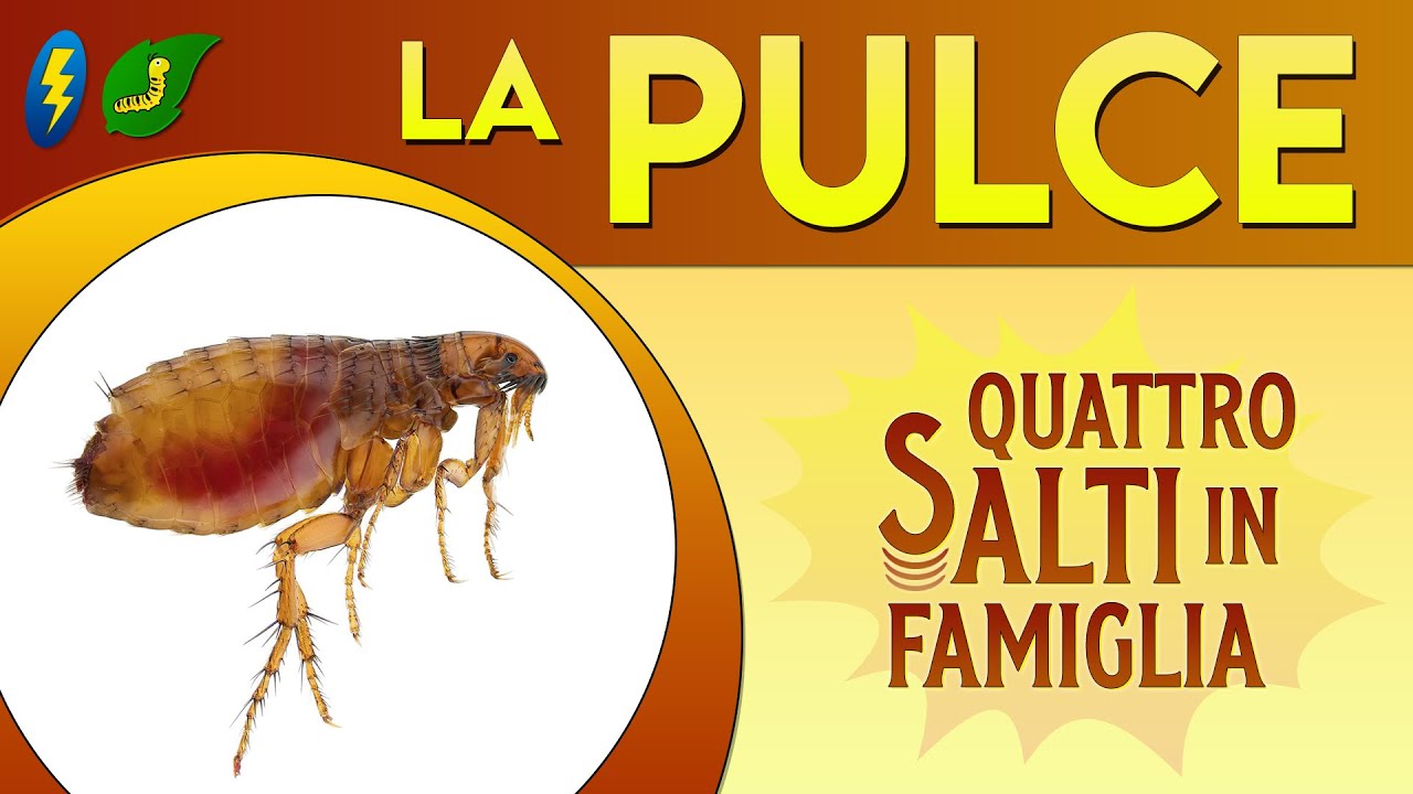 La Lotta Contro le Pulci sull'Uomo: Strategie Ottimizzate | Actualizado ...