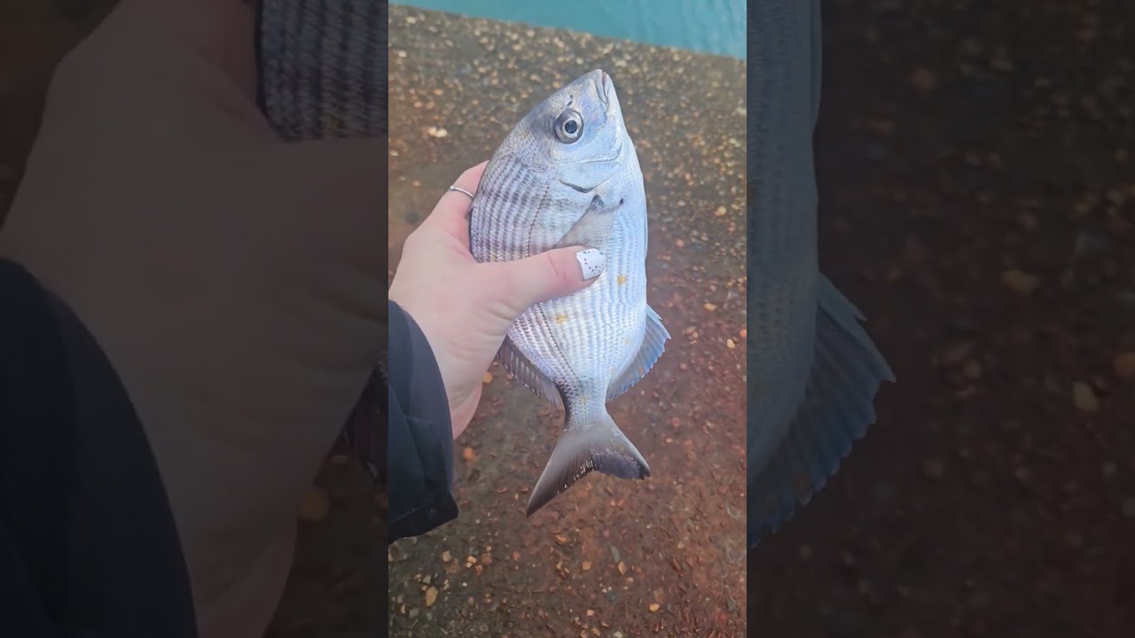 Sarago Denti: Segreti e Consigli per una Salute Orale Ottimale ...