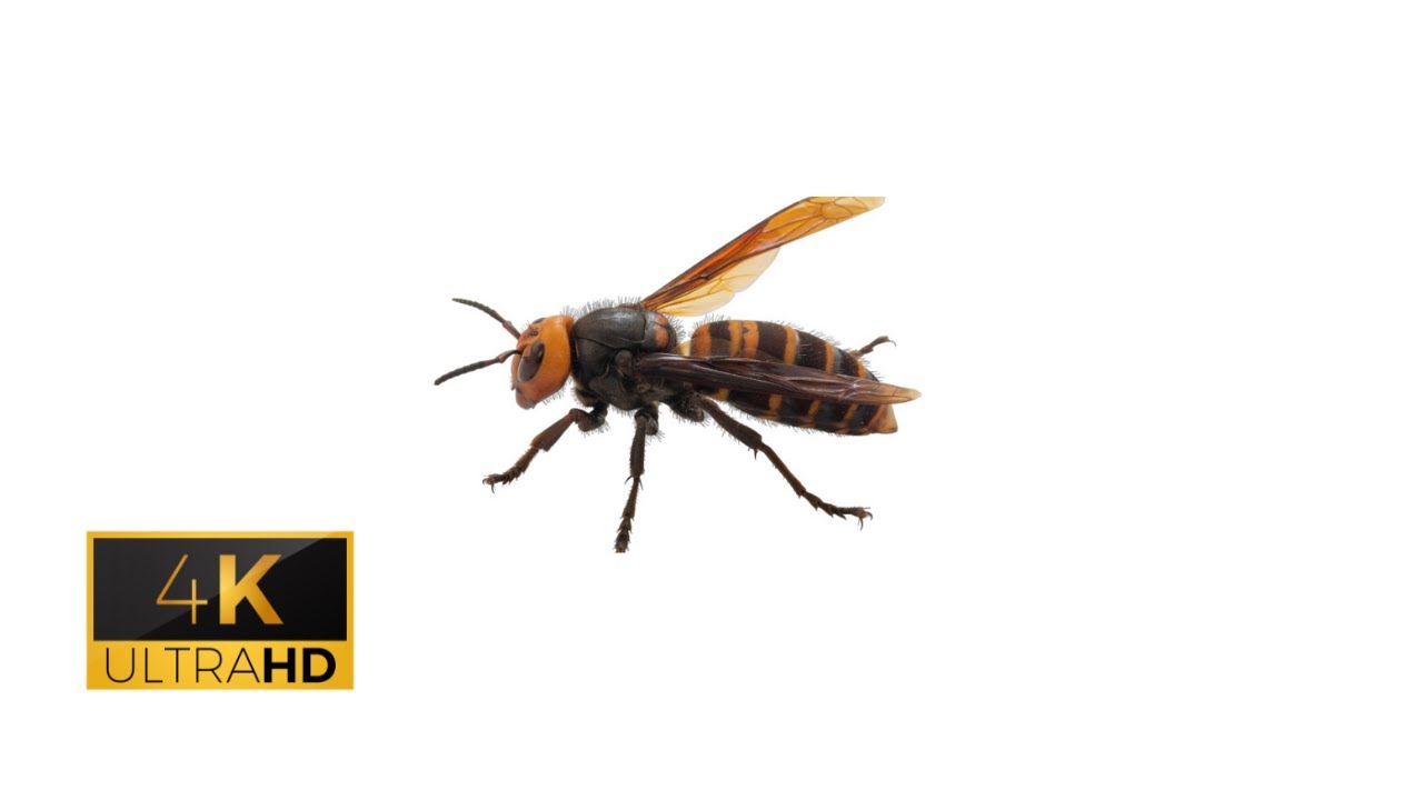 Calabrone Marrone: L'insetto più pericoloso e il suo habitat ...