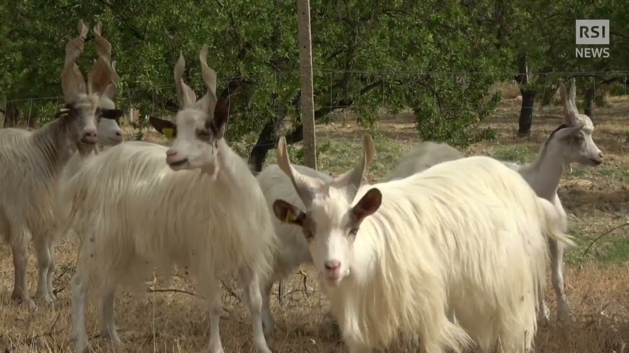 La durata di vita media delle capre: quanto vivono? | Actualizado ...