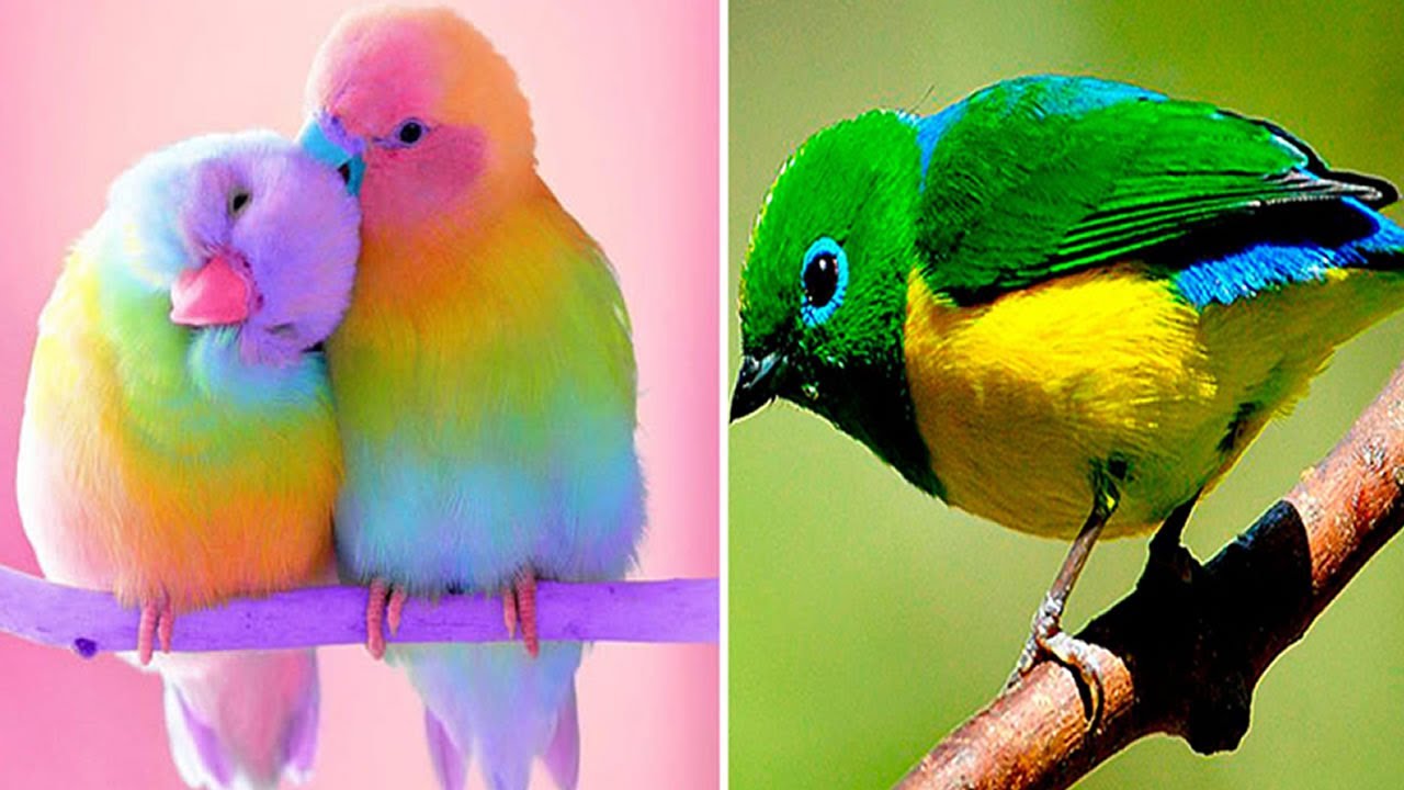 Razze di Uccellini Colorati: Guida Ottimizzata | Actualizado Novembre 2024