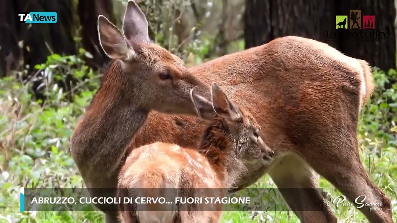 Cervo Cucciolo: Tutto quello che devi sapere su questa specie ...
