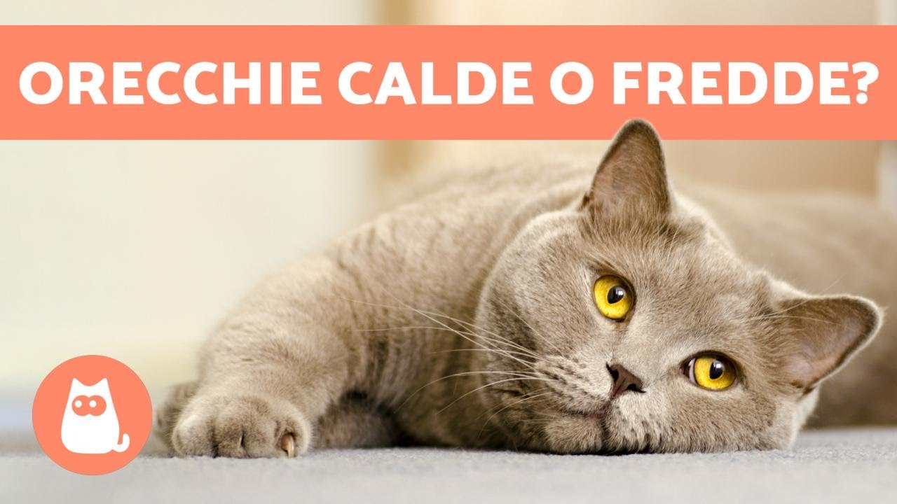 Orecchie Calde: Consigli per Raffreddamenti Ottimali | Actualizado ...
