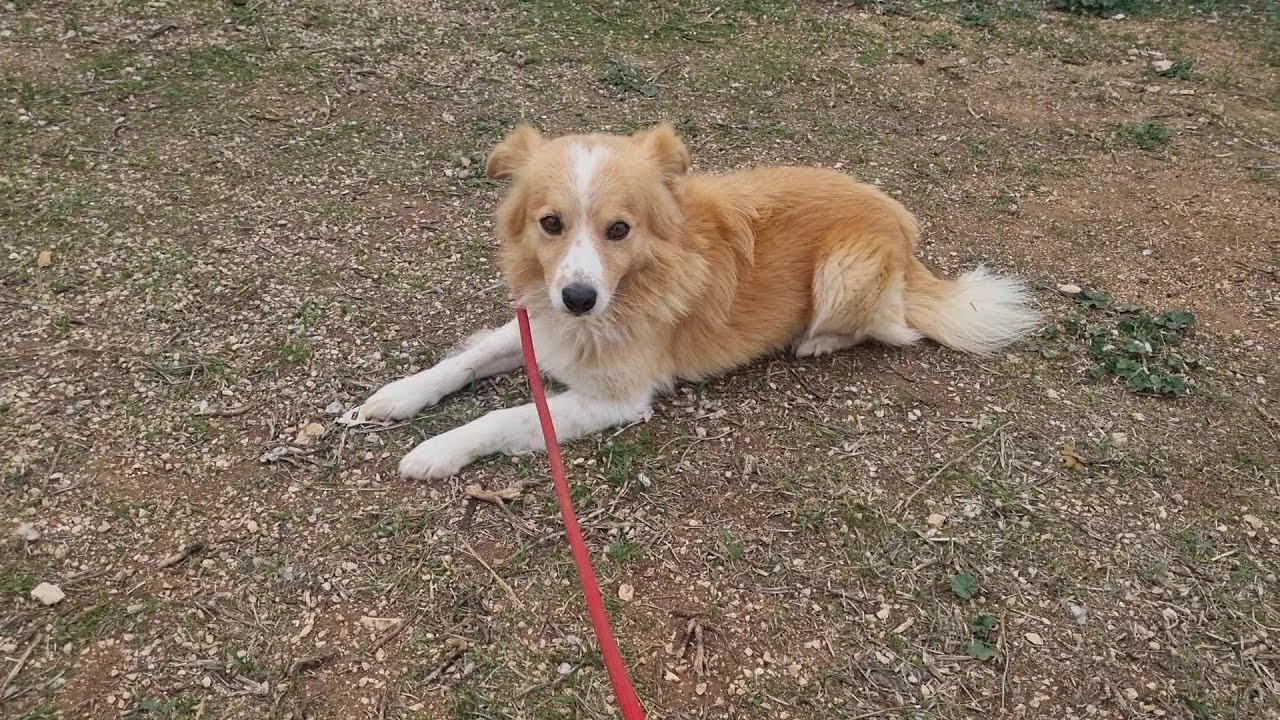 Cane Meticcio Volpino: Caratteristiche, Cura e Comportamento ...