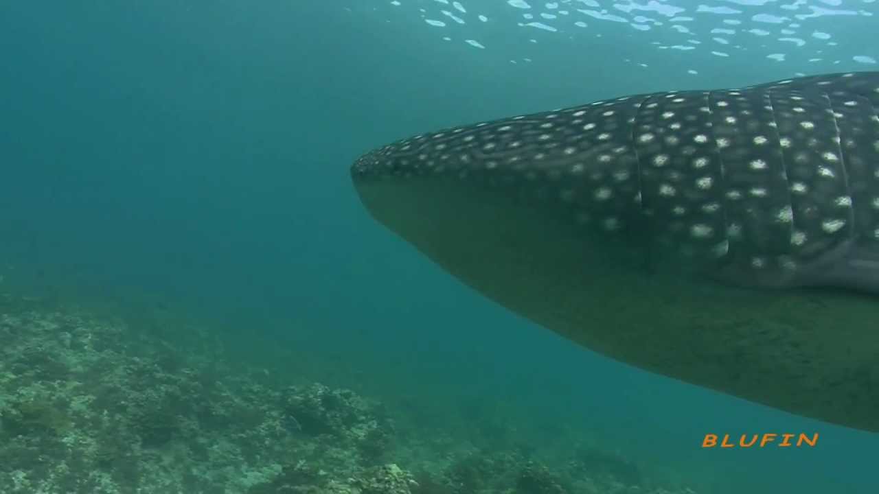 Cacca Rosa Balena: La Verità dietro il Mistero del Mare | Actualizado ...