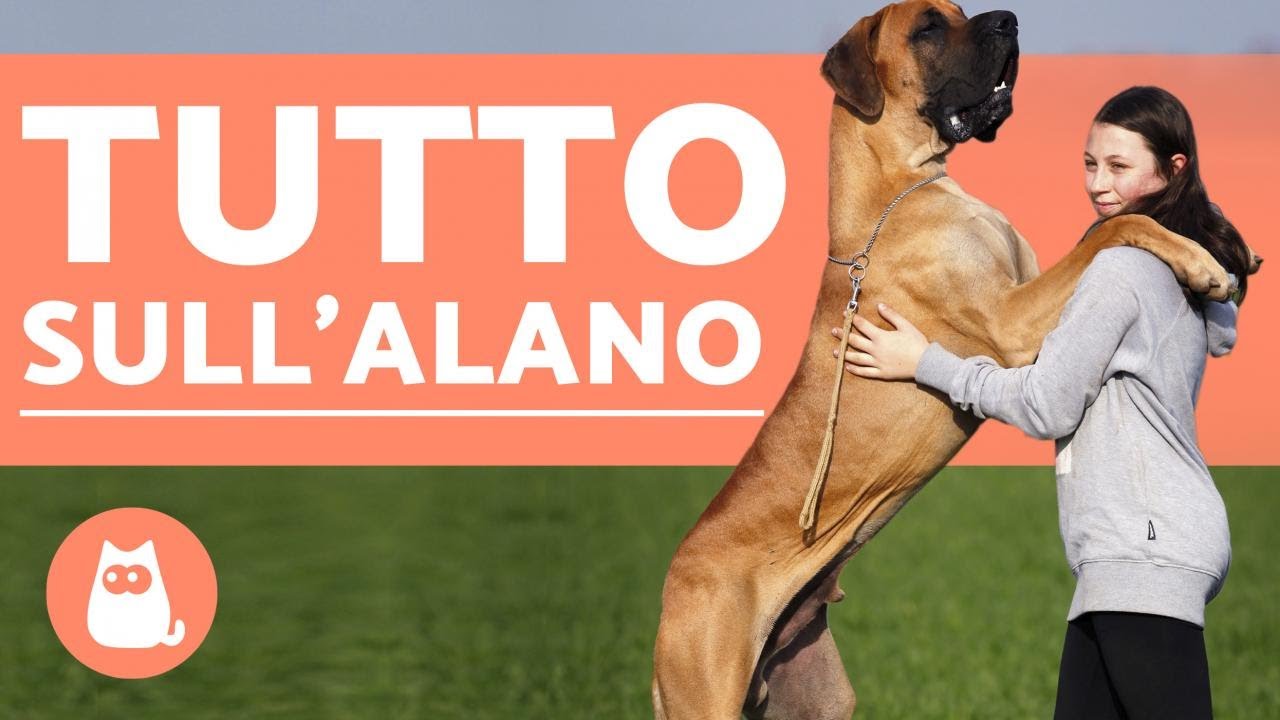 Alano con le orecchie tagliate: un caso di maltrattamento animale ...